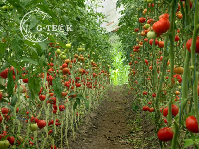 Water Soluble Hydrolyzed Fish Powder Fish Protein Fertilizer Microgranular